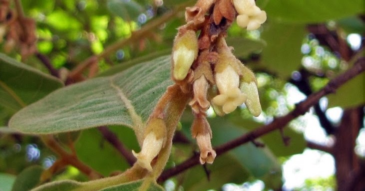 Gifting Trees...: The Black Ebony Tree