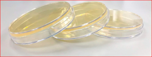 Mueller Hinton Agar