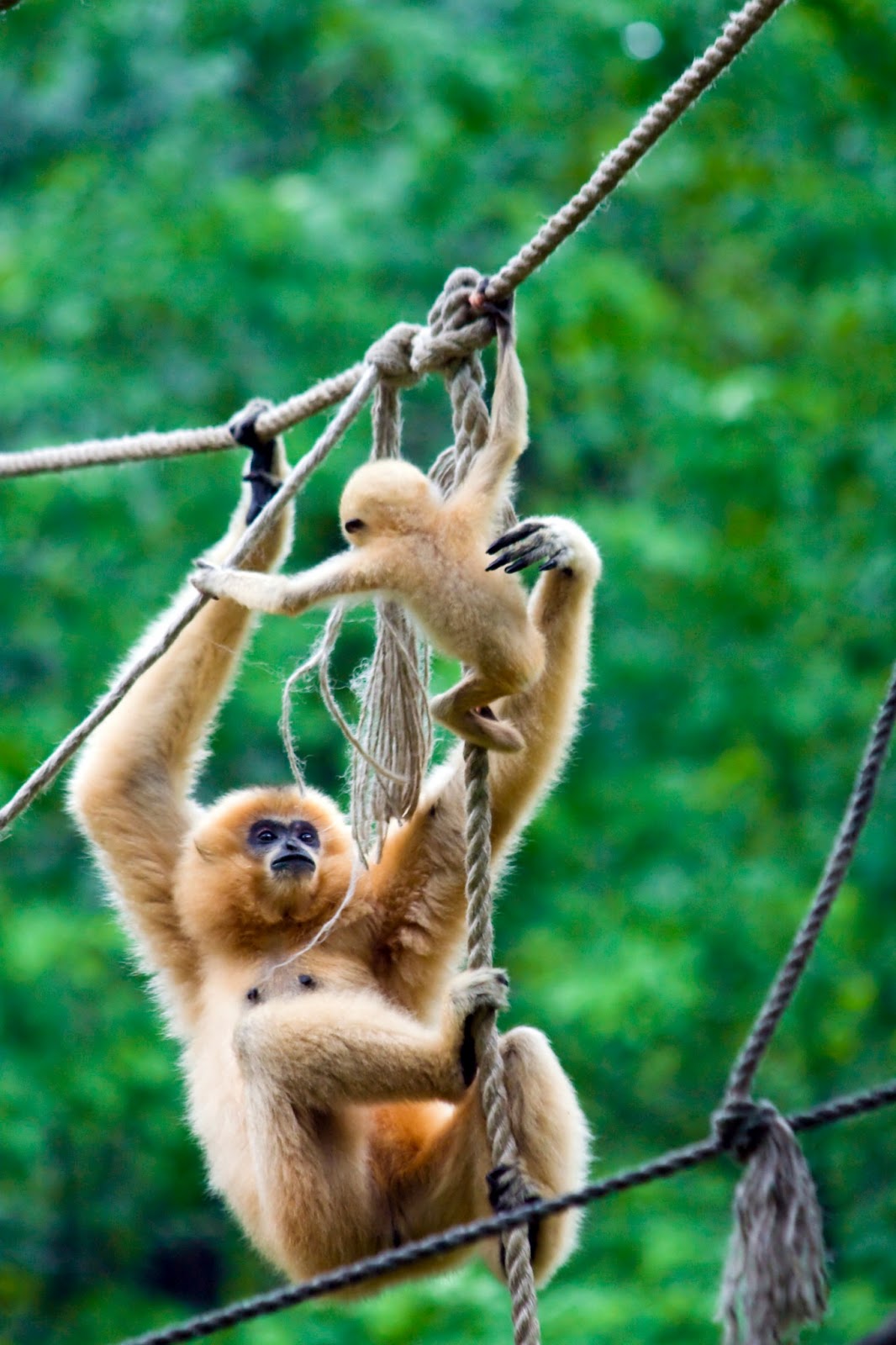 Imágene Experience: Mamá e hijo changuitos jugando en el bosque
