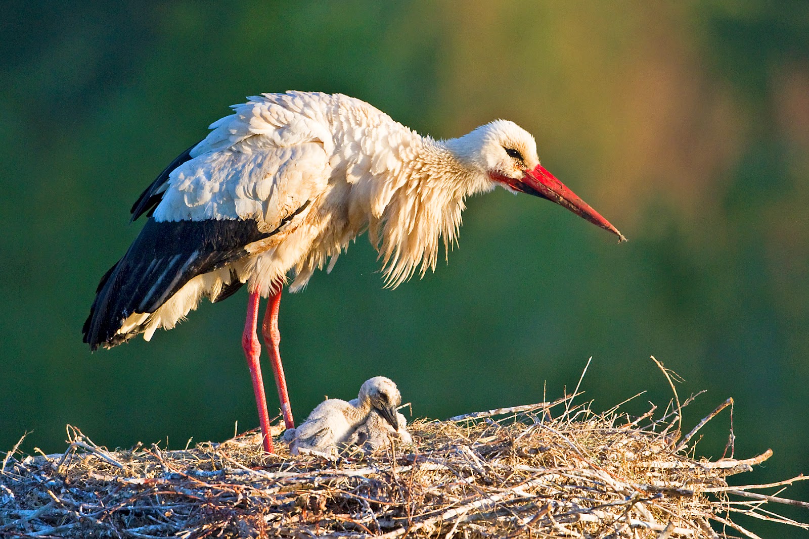 PETER'S PORTFOLIO..............Bird & Wildlife Photography: White Storks