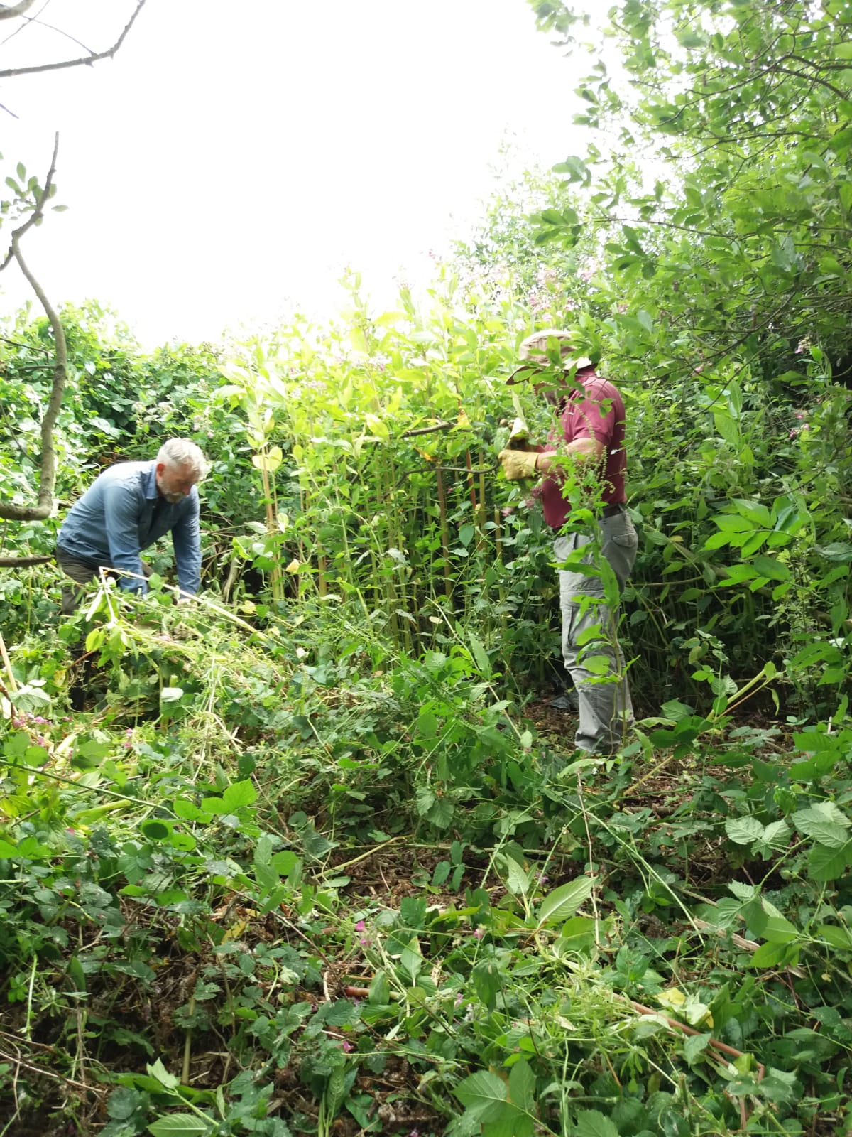 Lower Derwent Valley National Nature Reserve: 05/08/18 - Harvesting ...