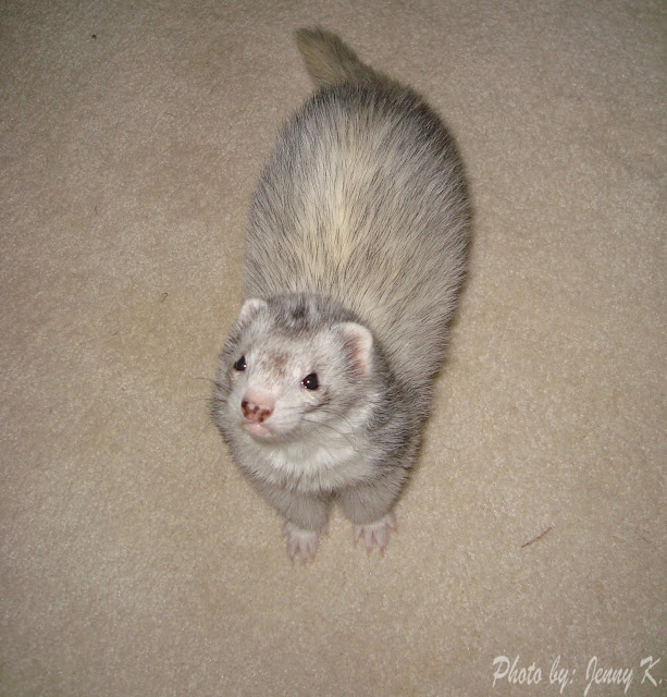 Two Friends' Tales: Ferrets 101