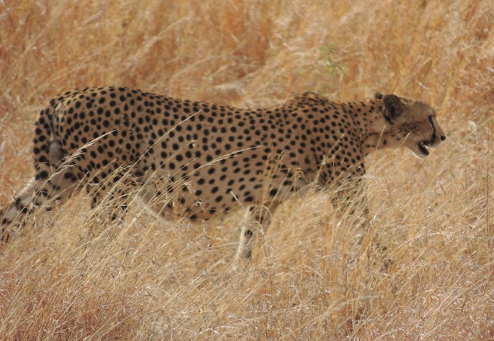 Sandy Scott Art: #479 In the field: Africa . . . the big cats: Cheetah