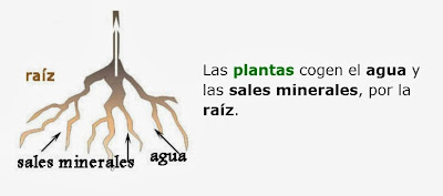 Érase una vez: Las necesidades de las plantas