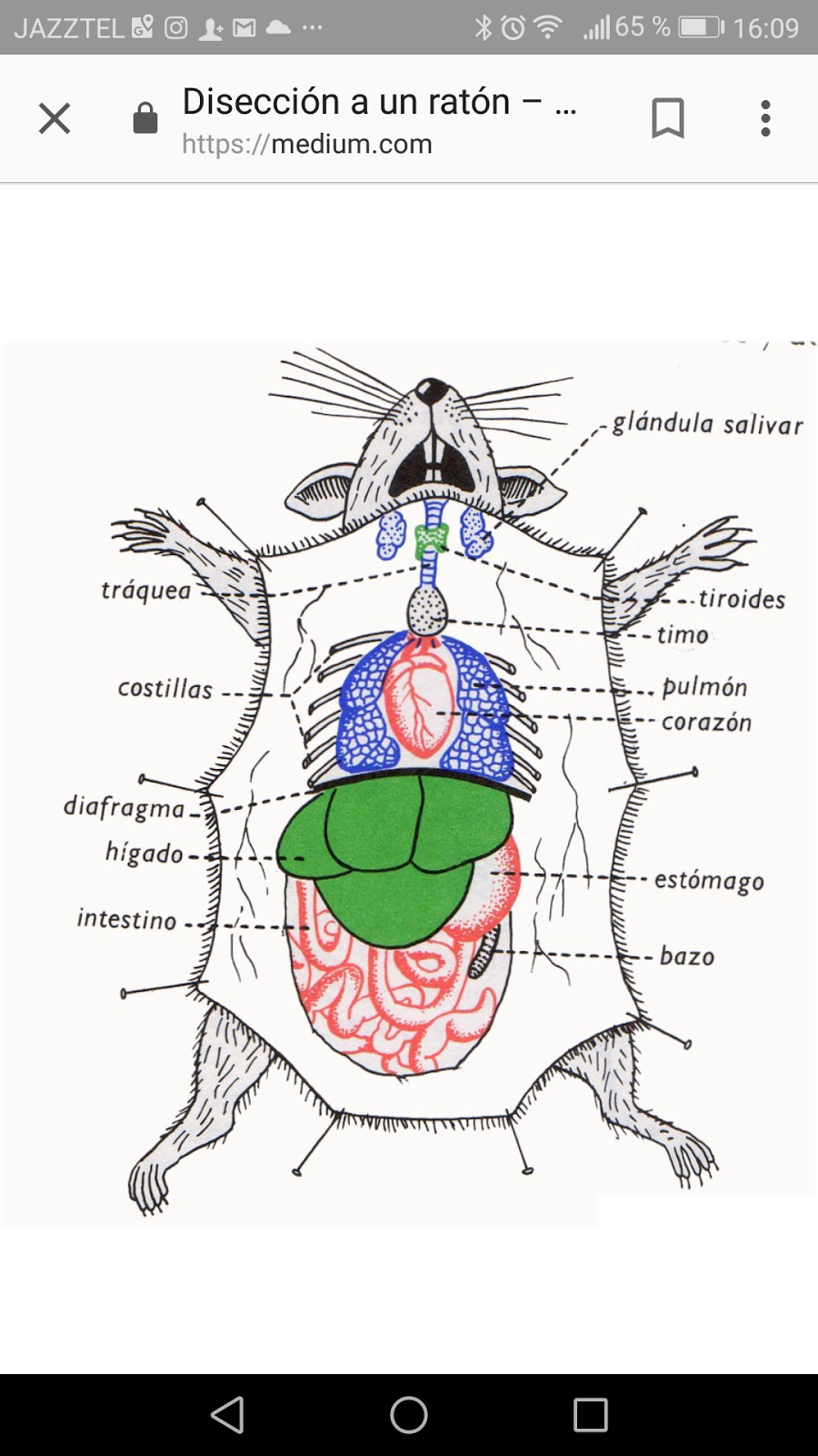 Disección de un ratón