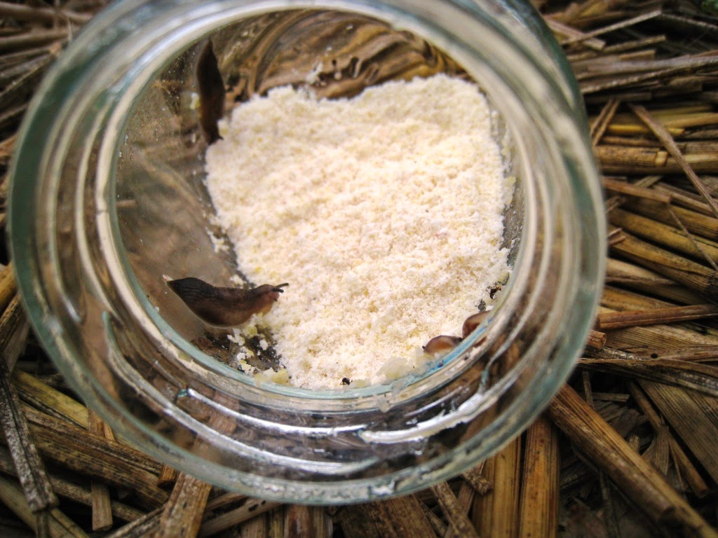 Life in Rural Japan: Slug traps