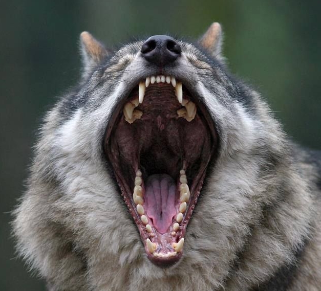 White Wolf : Scientists Claim That Wolf Yawning Is Contagious. Let's ...