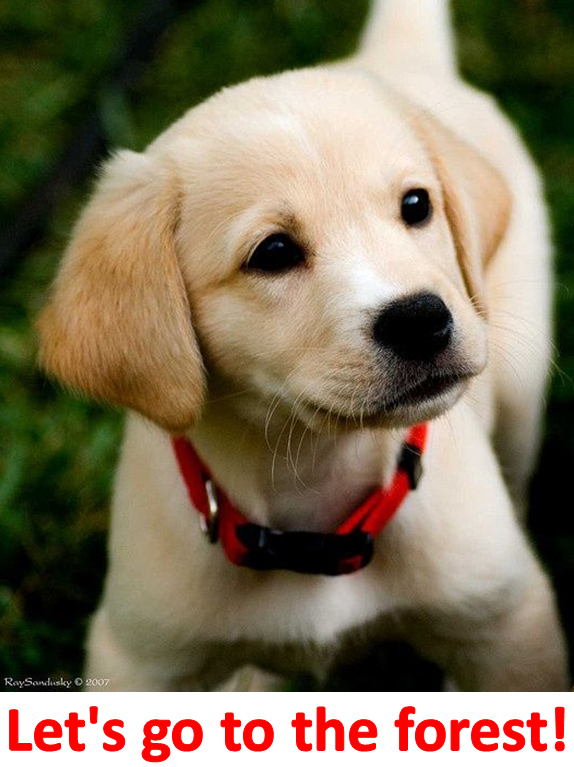 CCute Animals: Let's go to the forest!