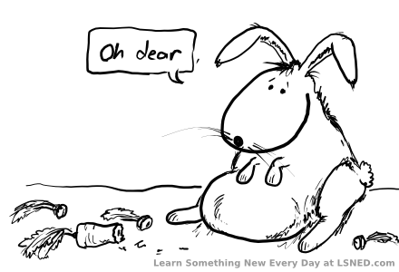 Dr Liz... the mad vet from Russell Vale Animal Clinic: Attila (the Bun ...