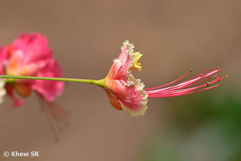 Butterflies of Singapore: Favourite Nectaring Plants #16