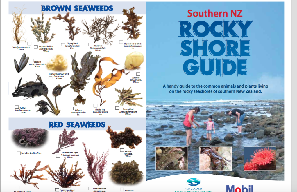 What Lives Under the Sea?: Southern NZ Rocky Shore Guide