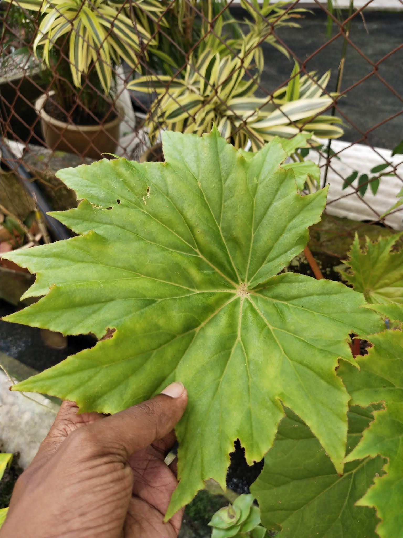 Garden Chronicles of James David: Star Begonia / Begonia heracleifolia ...