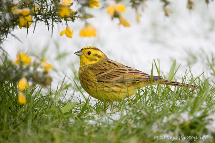 Birds and Their Habitats: Bird in Focus - Yellowhammer