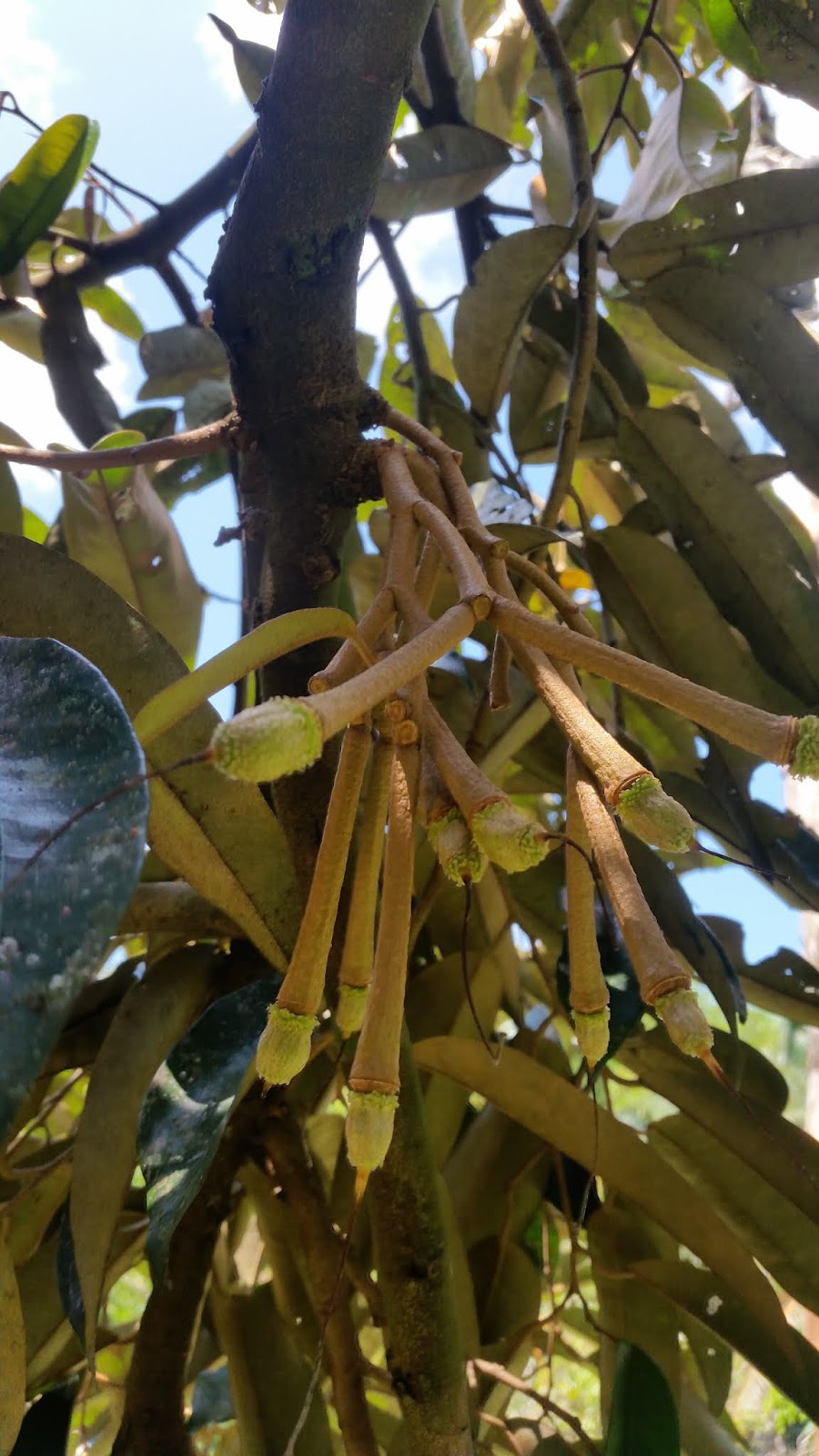 Warisan Petani: Durian Berbunga Lagi.