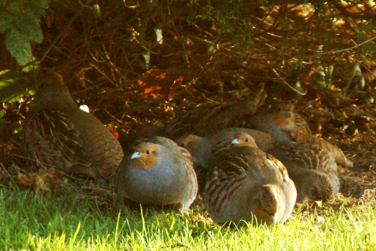 Jardin de la Sauvagine: Les perdrix ont retrouvé leur hivernage- Photos ...