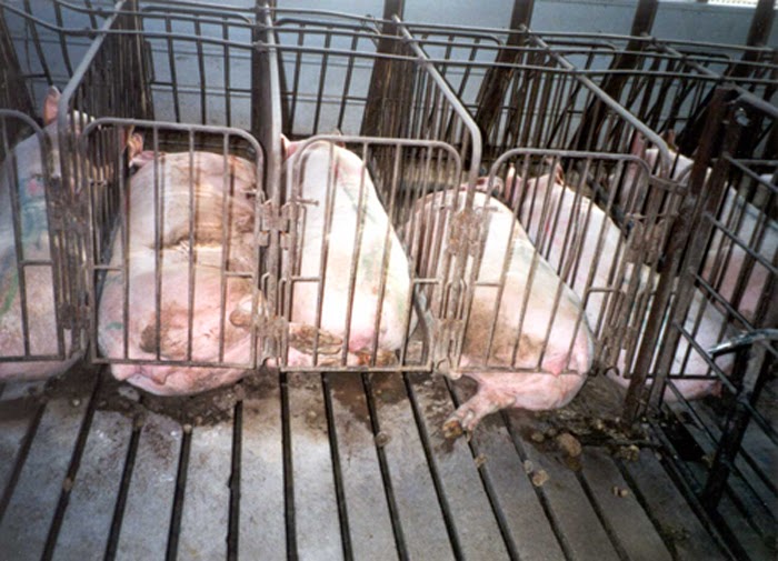 Make Animals Count: The Truth about Battery Farms: Pigs