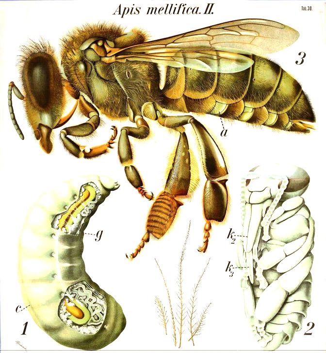 Corona Apicultores: VIDA DE APIS MELLIFERA