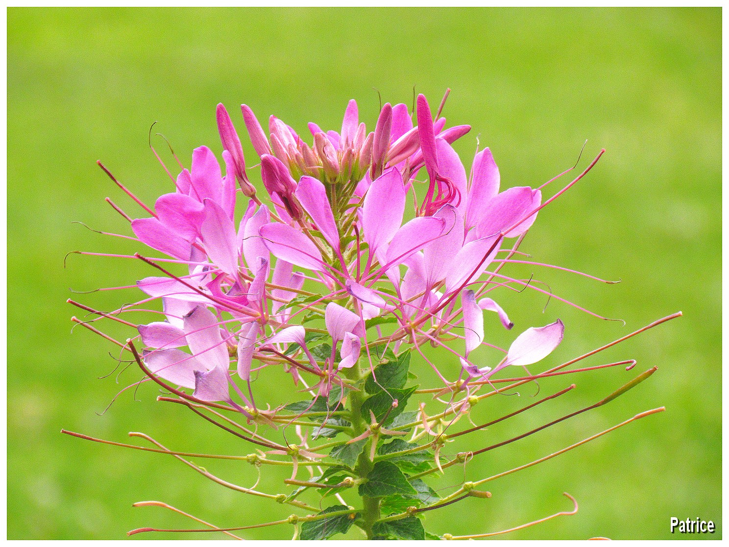 Blog Photos de Patrice: Fleurs jardin des plantes