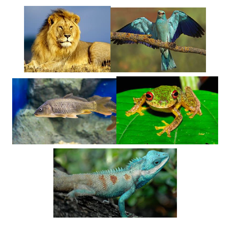 - Aprendiendo a aprender -: Los animales vertebrados - Clasificación