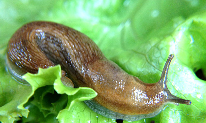 Natural History, Creation and Religious Conflicts: Eating slugs – and a ...