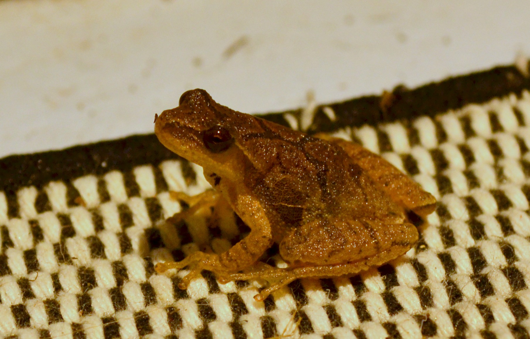 Woods Walks and Wildlife: March and April, 2021