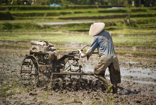Rice Farmer, Bali