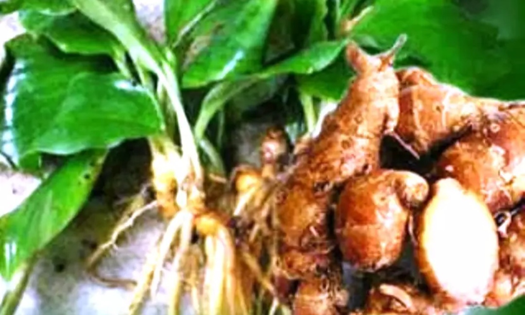 12 Khasiat Kencur Sebagai Obat Herbal - Info Pesilat