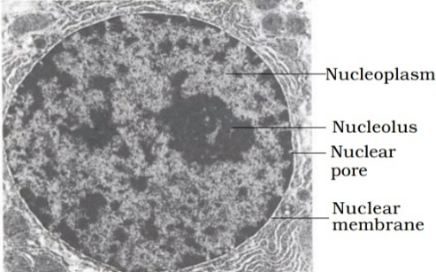 Cell The Unit of Life - Notes | Class 11 | Part 4: Eukaryotic Cell - 2