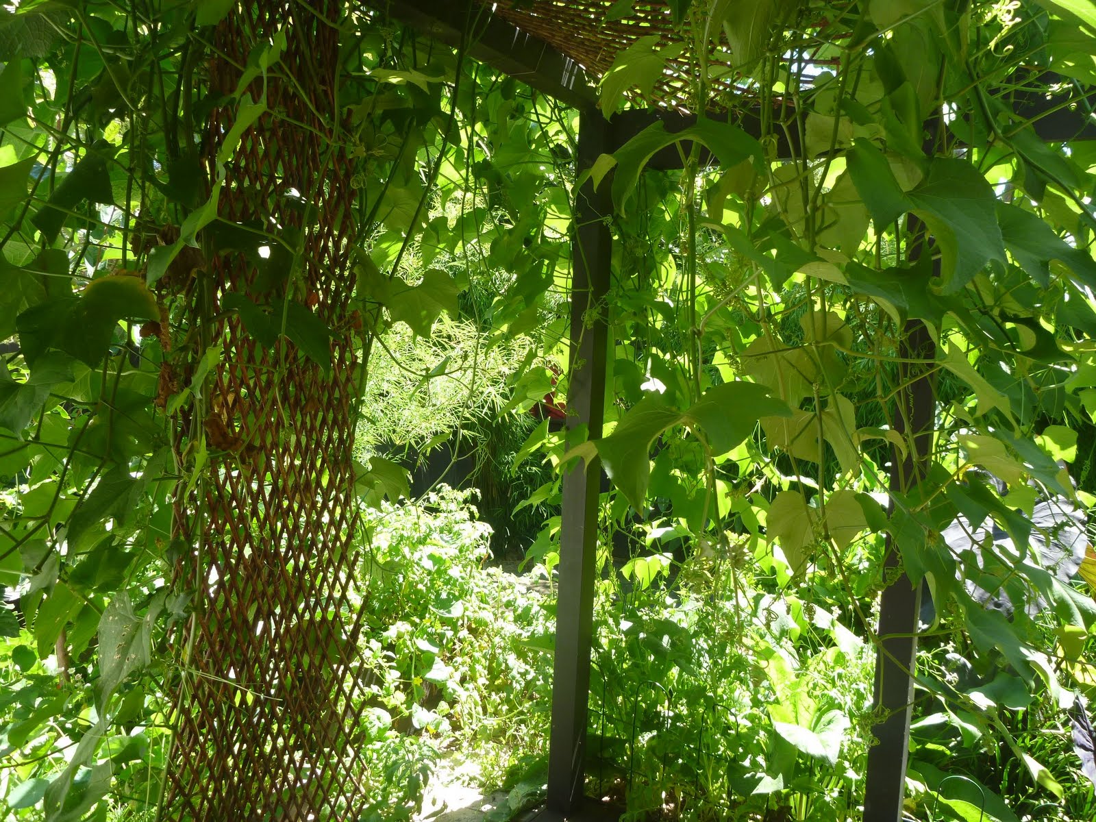 Edible Urban Garden: The humble choko triumphs