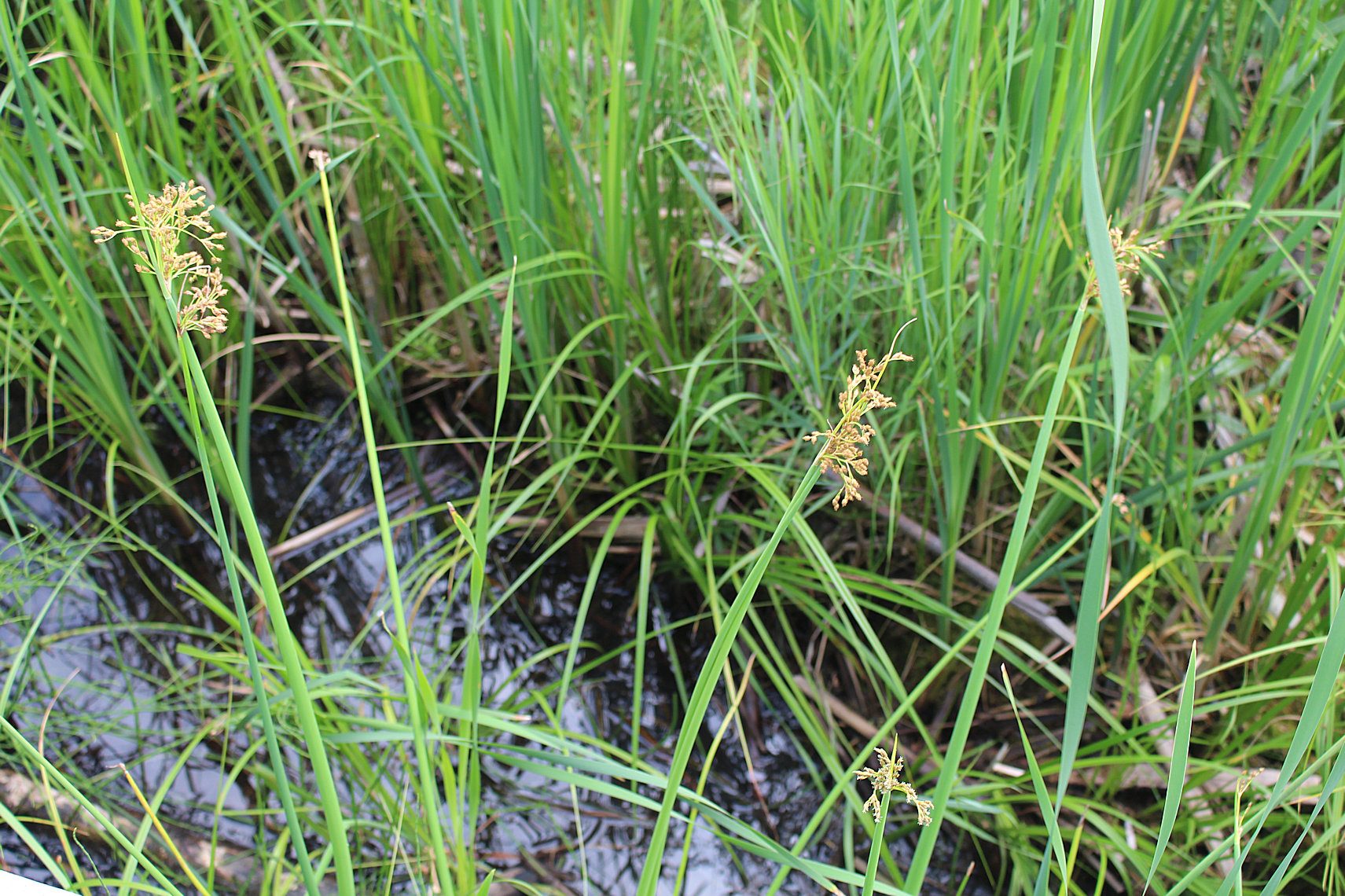 Assiniboine Forest Plant Life: Grasslike Plants in the Assiniboine Forest
