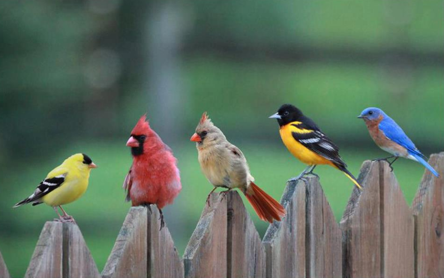 Caught on Camera: Real Life Angry Birds Caught On Camera