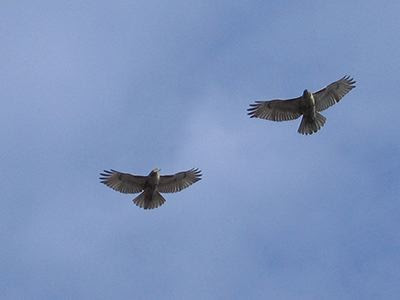 The City Birder: 2004