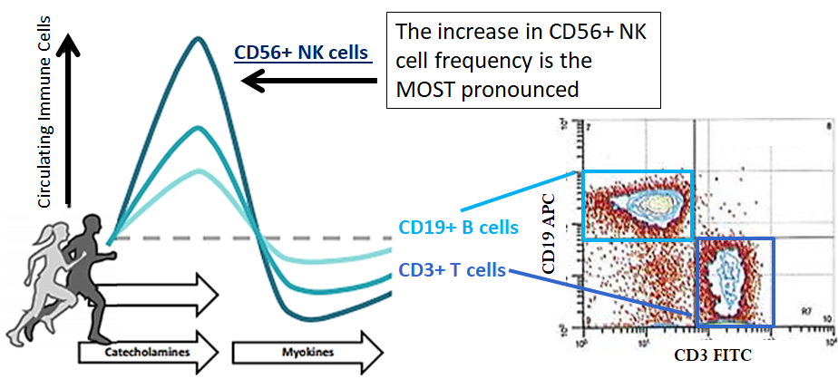 Haematology in a NutShell: 2019