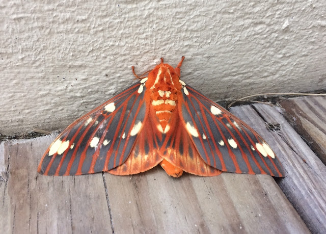 Lowcountry outdoors: Regal Moth and the Hickory Horned Devil