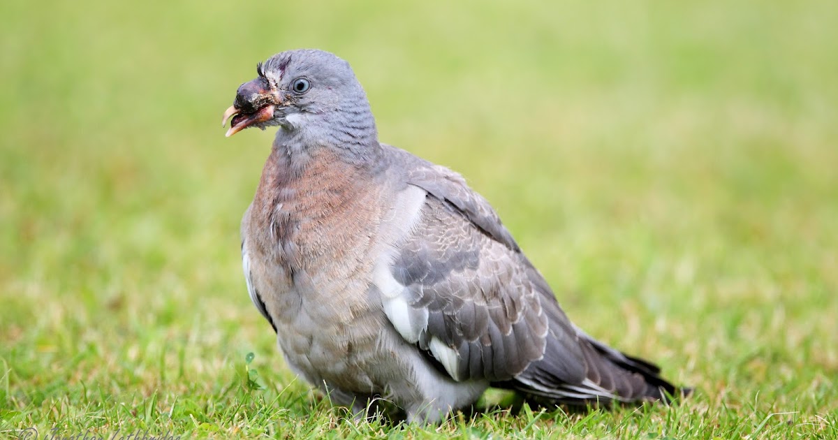 Wanstead Birder: Wanstead's most attractive Woodpigeon