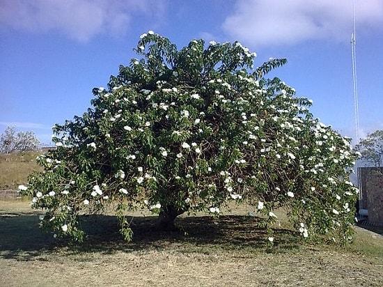 cazahuate (Ipomoea arborescens)