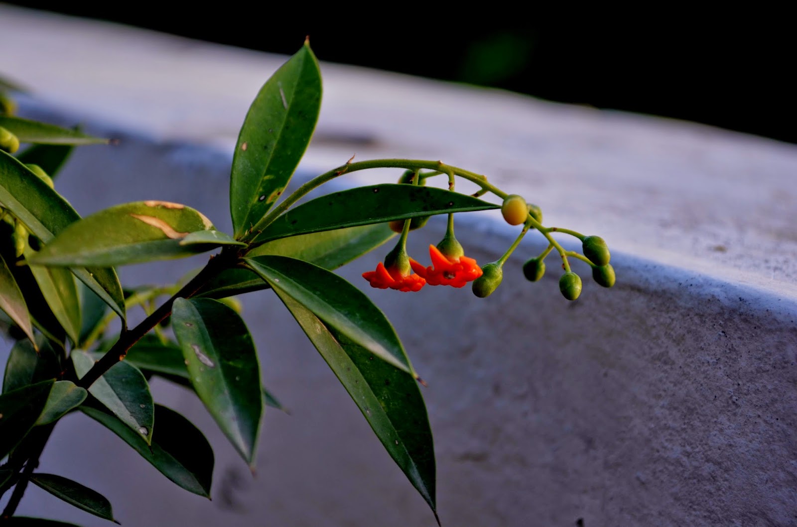 Just saying...: Jacquinia Justifiably so Aurantiaca