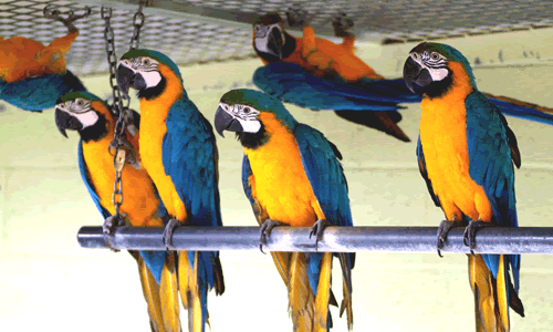 Animales en peligro de extinción: LOROS, GUACAMAYOS Y PERICOS