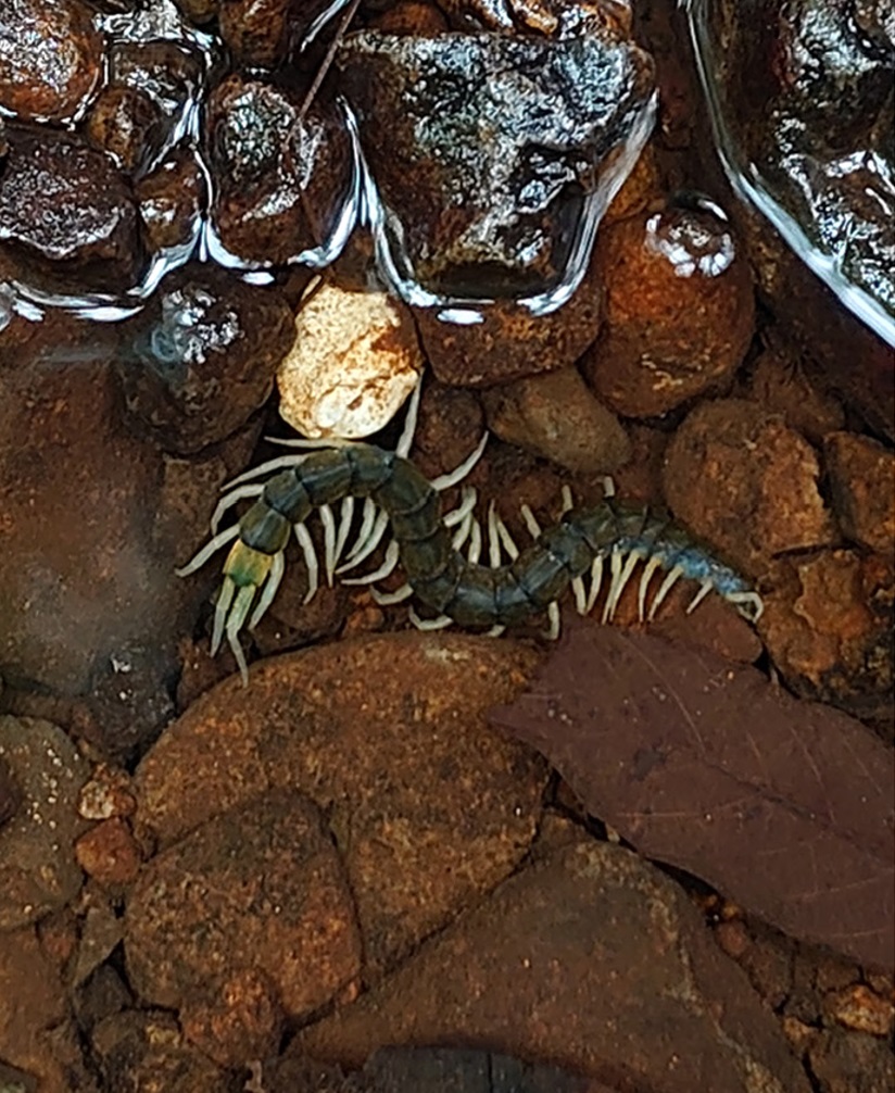 Species New to Science: [Chilopoda • 2021] Scolopendra alcyona • A New ...