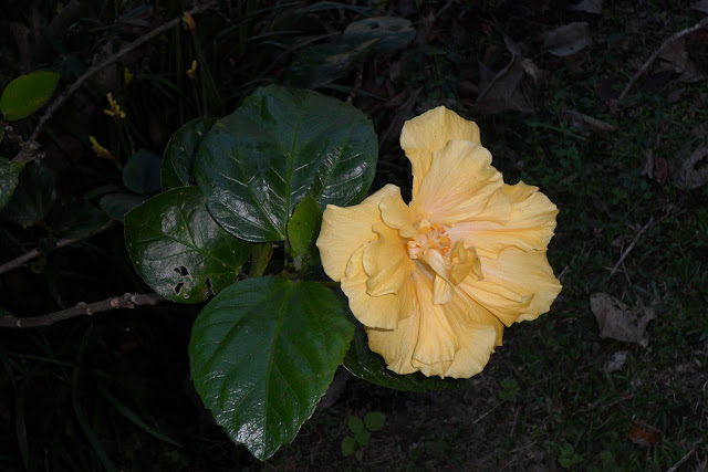 From On top of the Hill : THE YELLOW PAGES ... Digamma