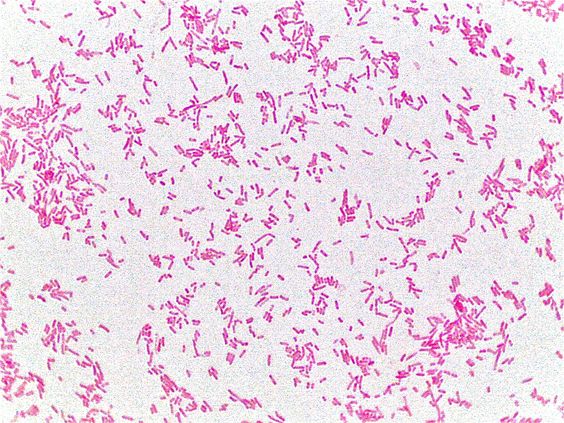 Escherichia coli - Informasi Global