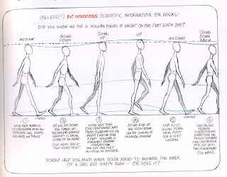 DLSY9mediastudies: Walk Cycle