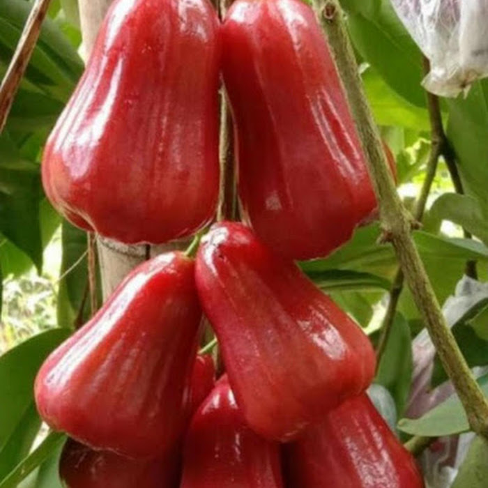 Koleksi Bibit Tanaman Jambu Air | jualpohon.id