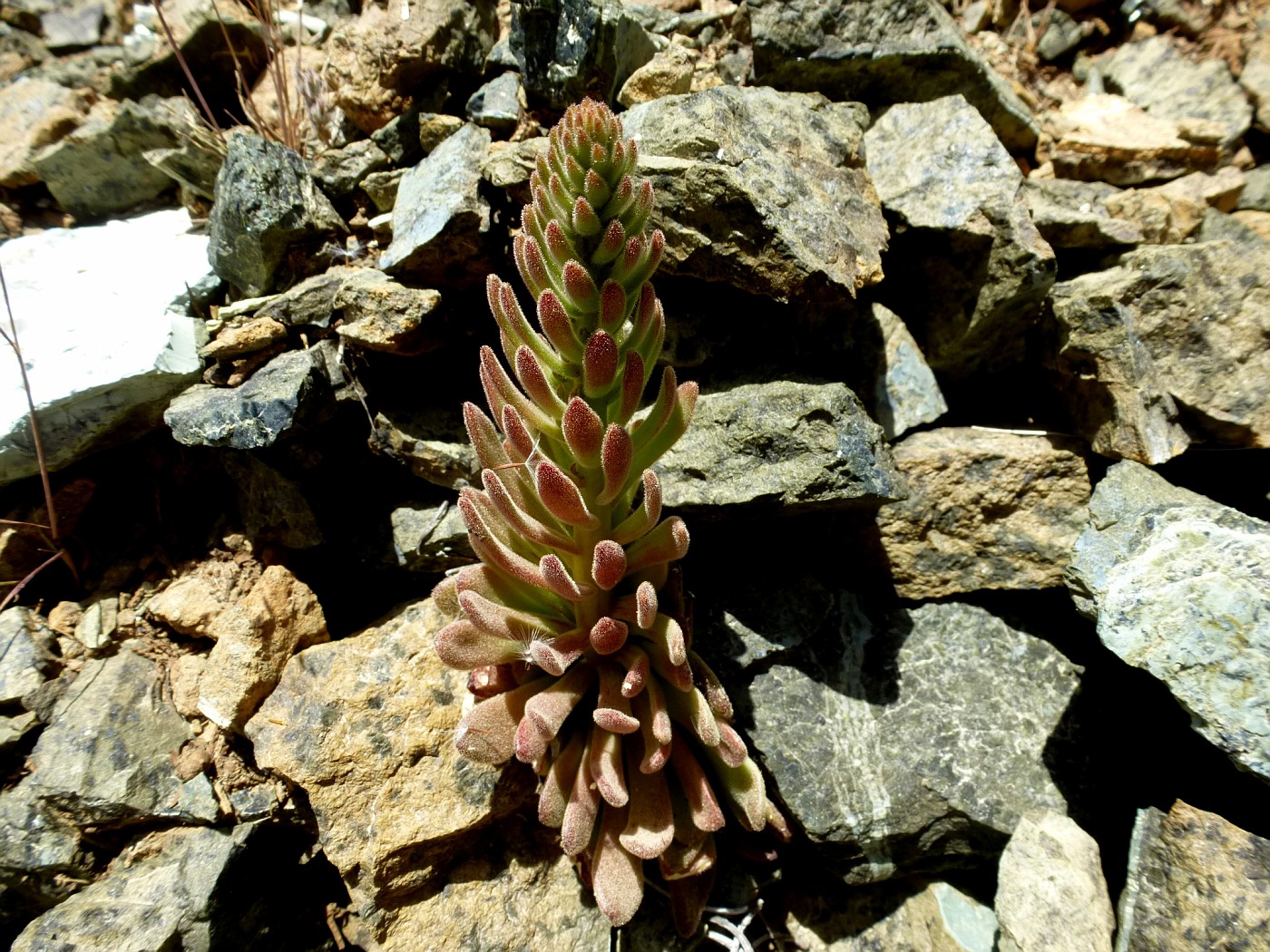 Sedum microstachyum - Small-spiked stonecrop care and culture ...