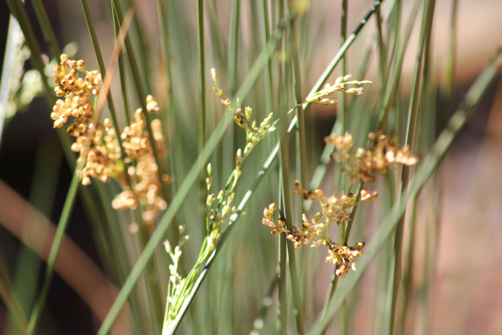 Gardening in Africa: My sedges (Cyperaceae)