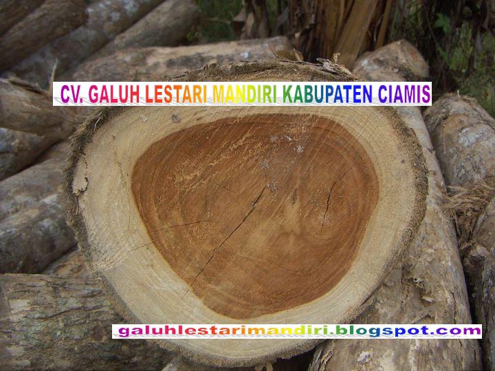 Inspirasi 24+ Gambar Batang Kayu