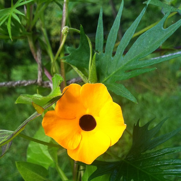 GoldFeather Blog: How I made my Tepee Garden