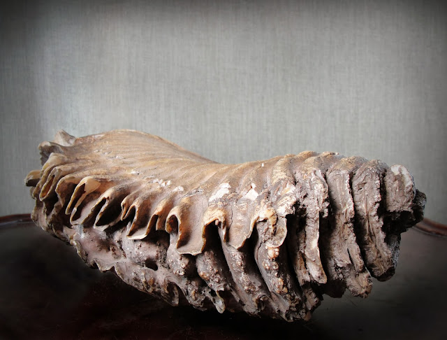 INTO THE VAGUE: Cabinet of Curiosities