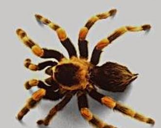 Imagenes de arañas: Fotografia araña grande colores anaranjados y cafe ...