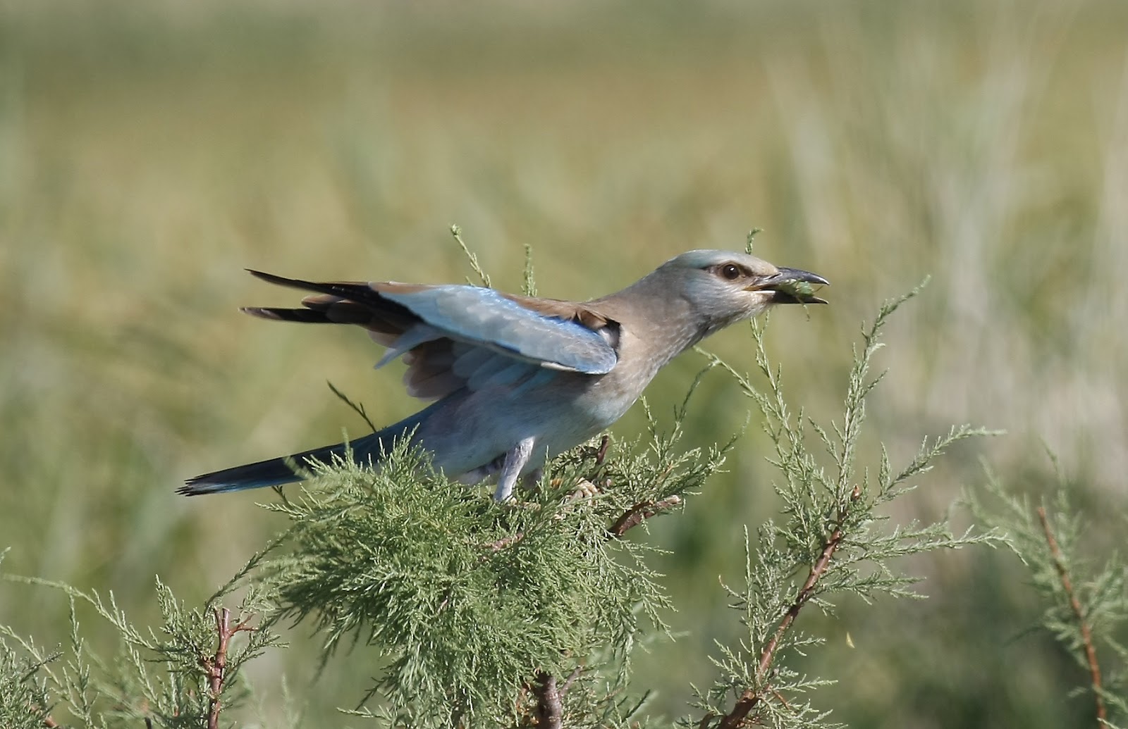 Navarra al natural: Carraca, Ave del Año 2012